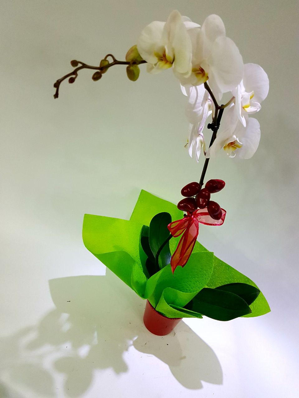 Order Phalaenopsis Orchid plant online | Send to Lebanon | Delivery
