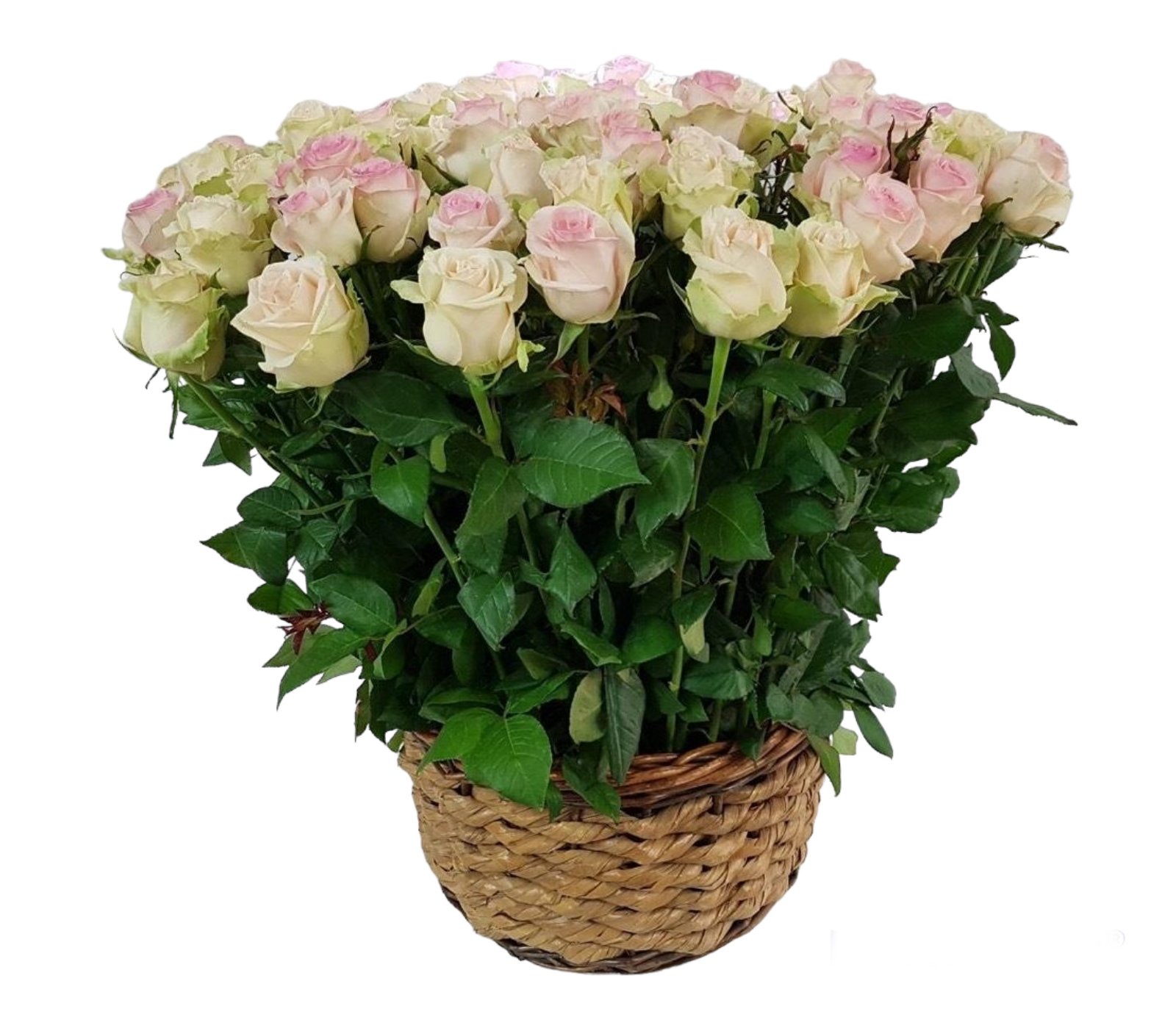 Buy premium roses online | Send to Lebanon | Delivery same day