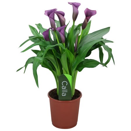 Order Calla plants online | Send to Lebanon | Same day delivery